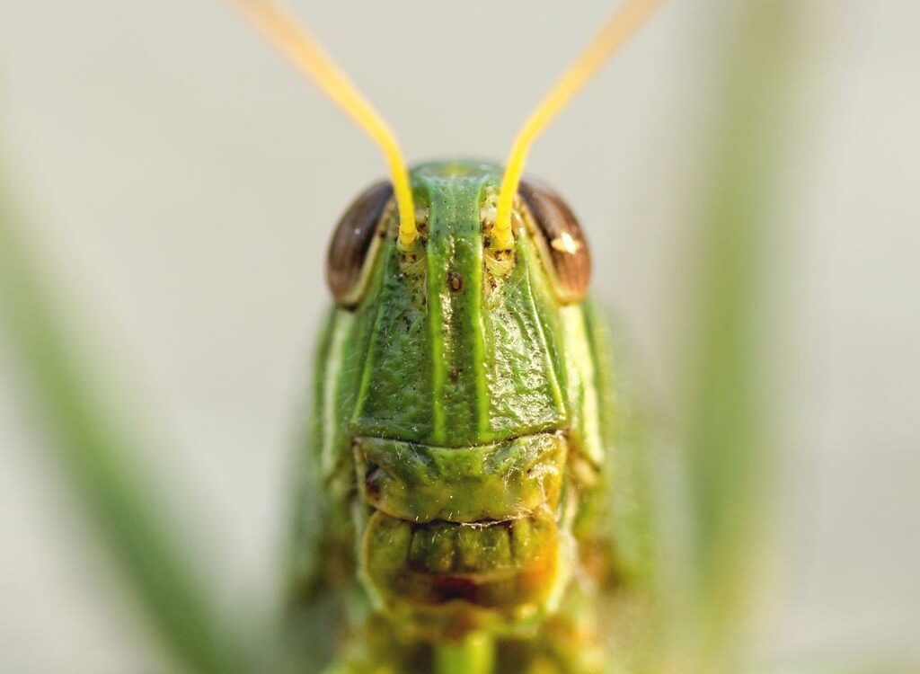 Pourquoi et comment manger des insectes ? - Le Nutriscope