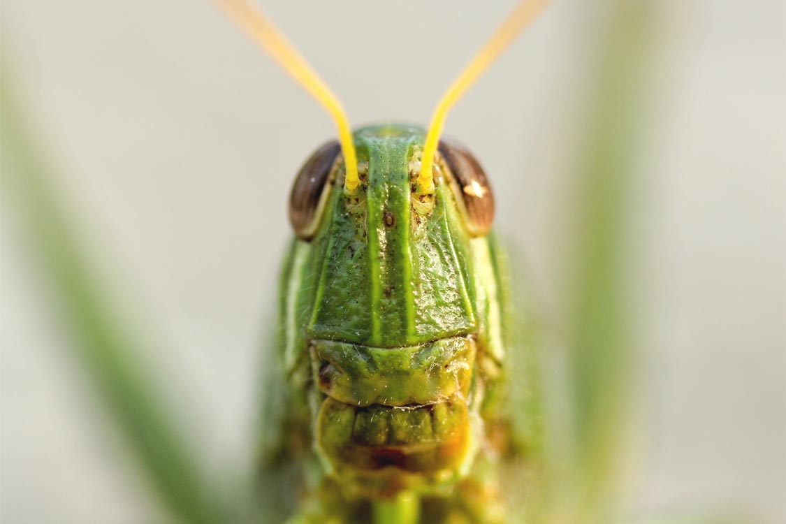 Pourquoi et comment manger des insectes ? - Le Nutriscope